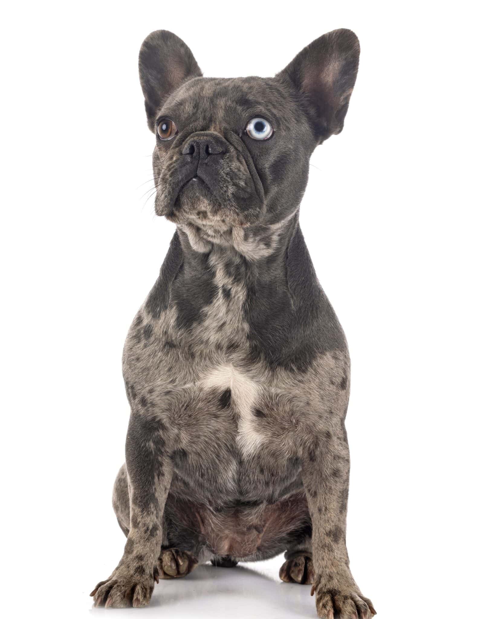32 French Bulldog Colors & Markings (With Pictures)