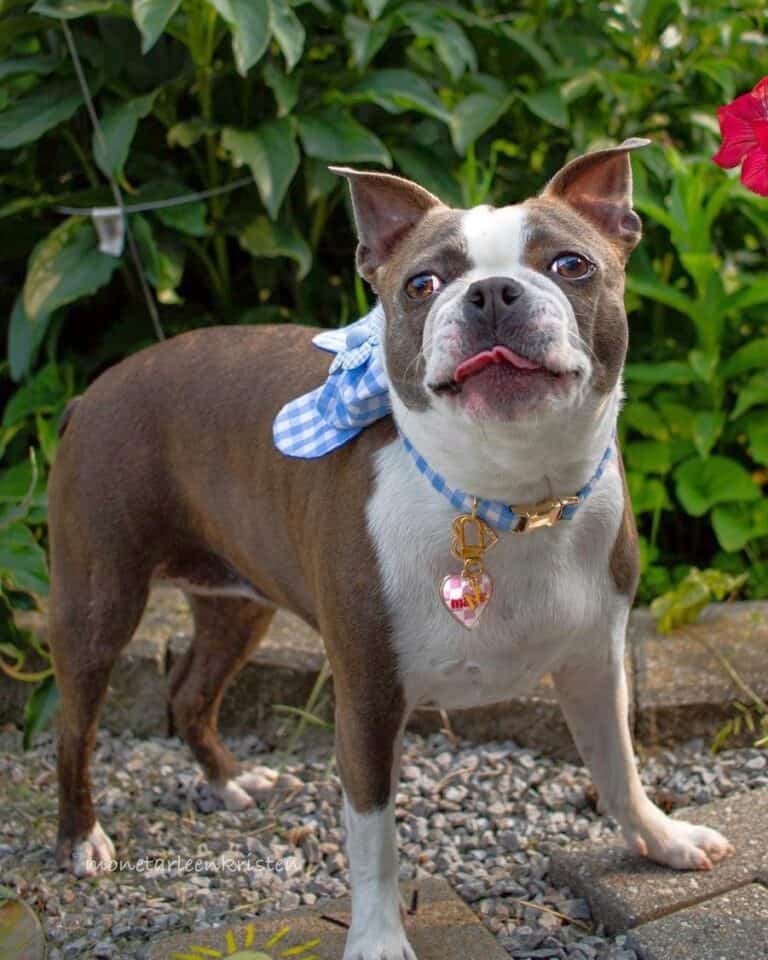 26 Boston Terrier Colors Explained (With Pictures)