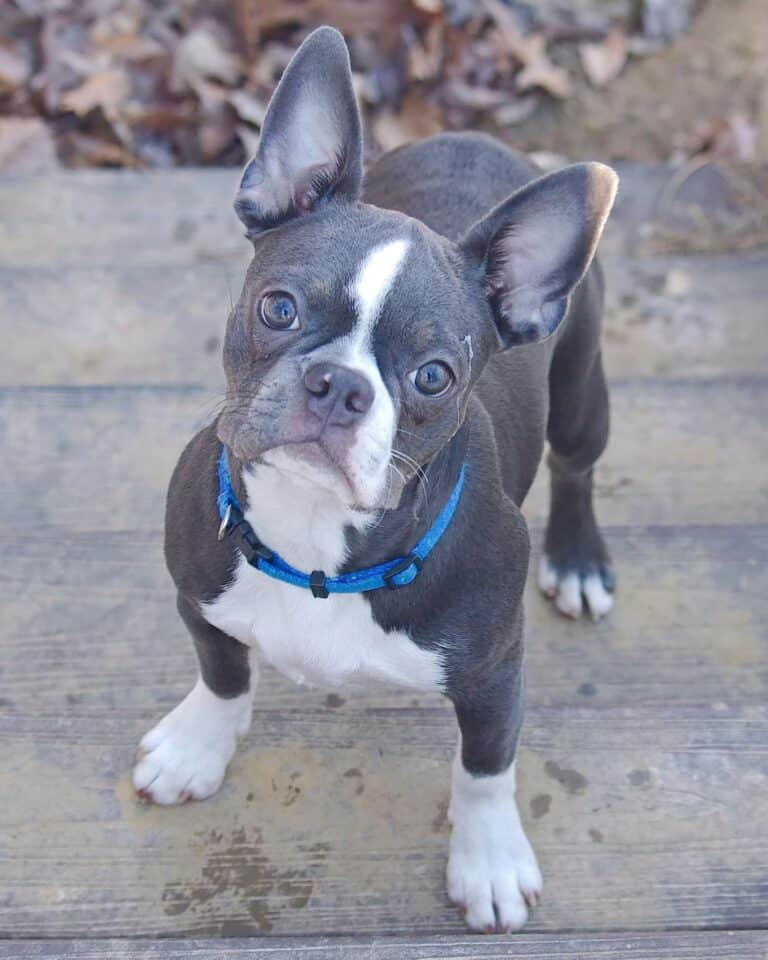 26 Boston Terrier Colors Explained (With Pictures)