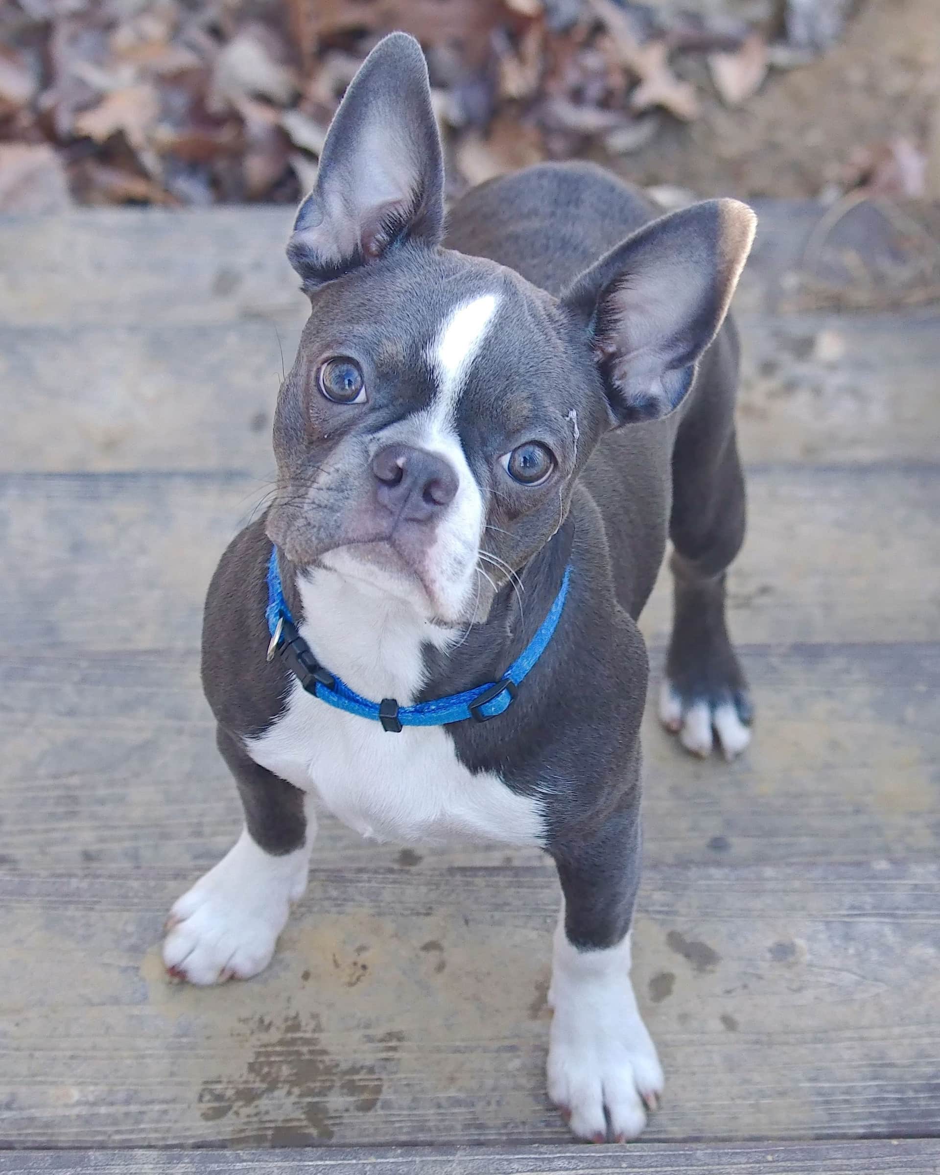 26 Boston Terrier Colors Explained (With Pictures)
