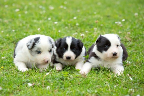 How Much Does a Border Collie Cost? (2025 Updated)