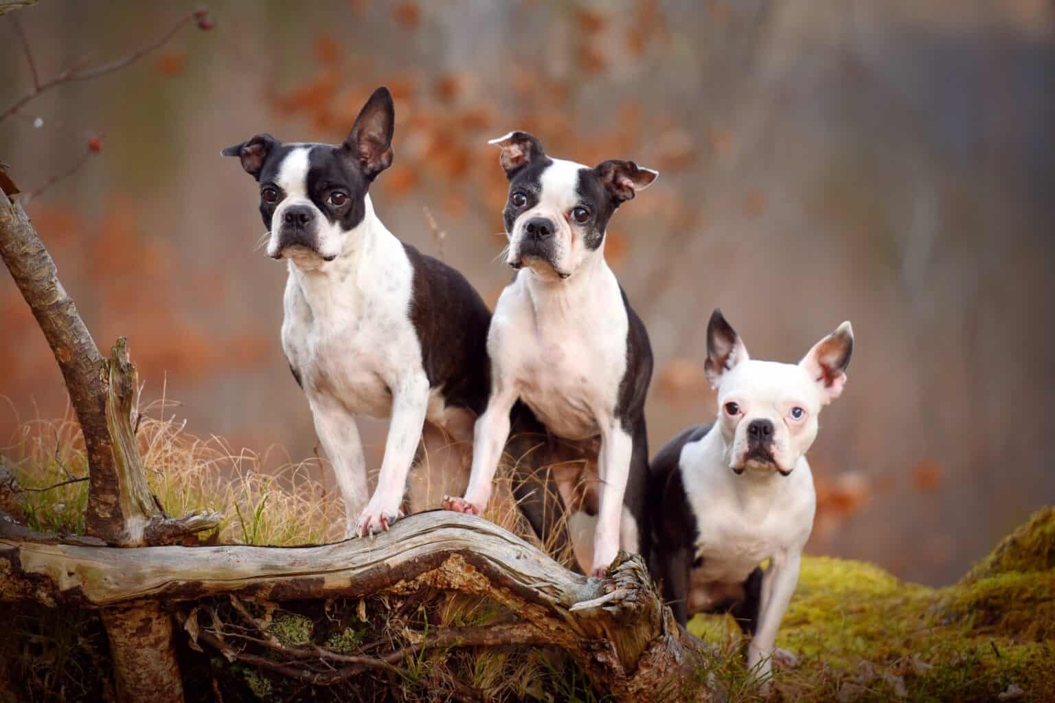 26 Boston Terrier Colors Explained (With Pictures)