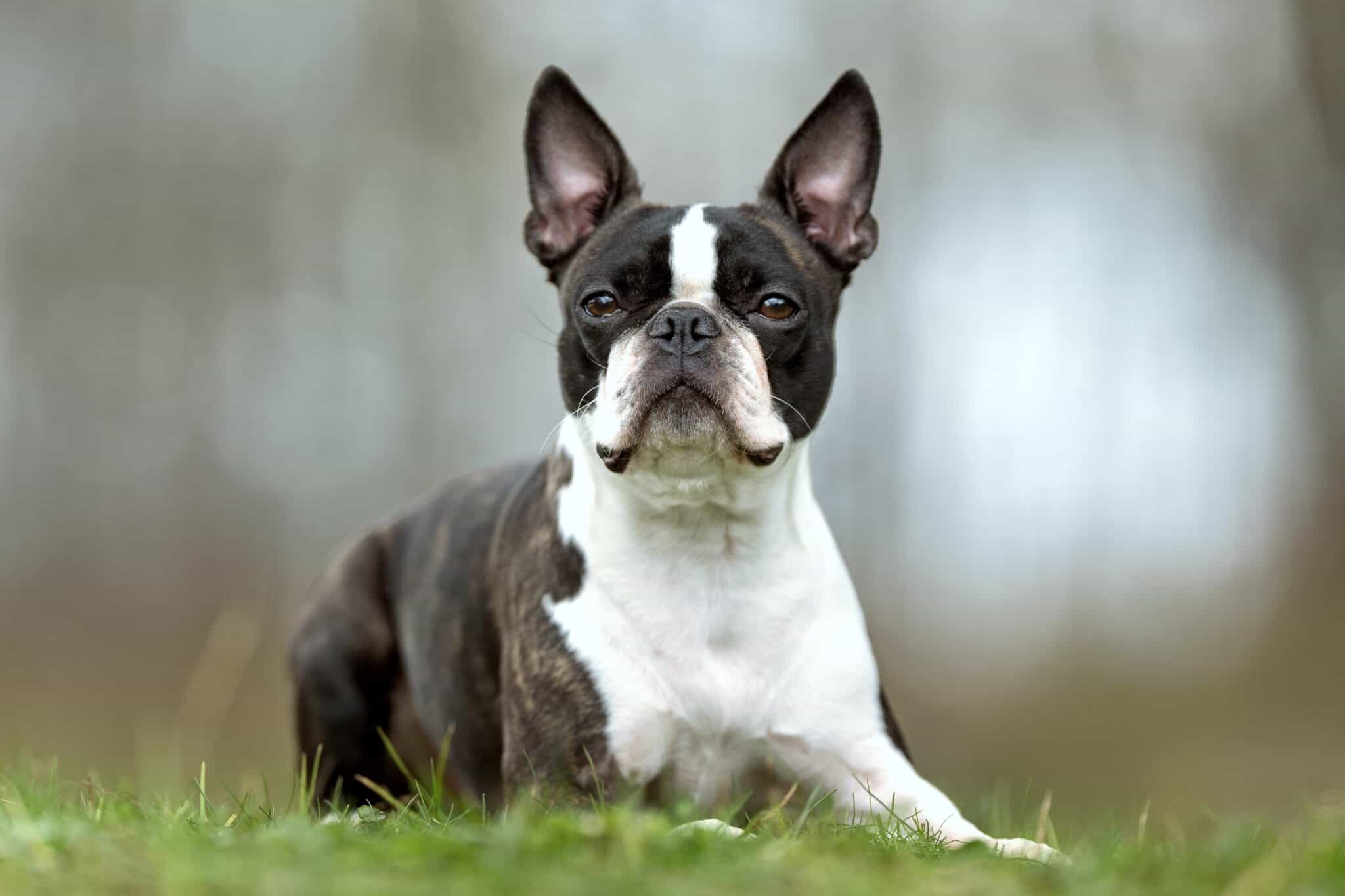 How Much Does a Boston Terrier Cost? (2026 Updated)