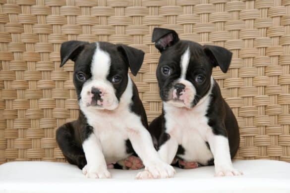 How Much Does a Cockapoo Cost? (2025 Updated)