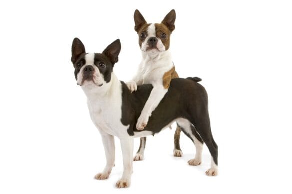 26 Boston Terrier Colors Explained (With Pictures)