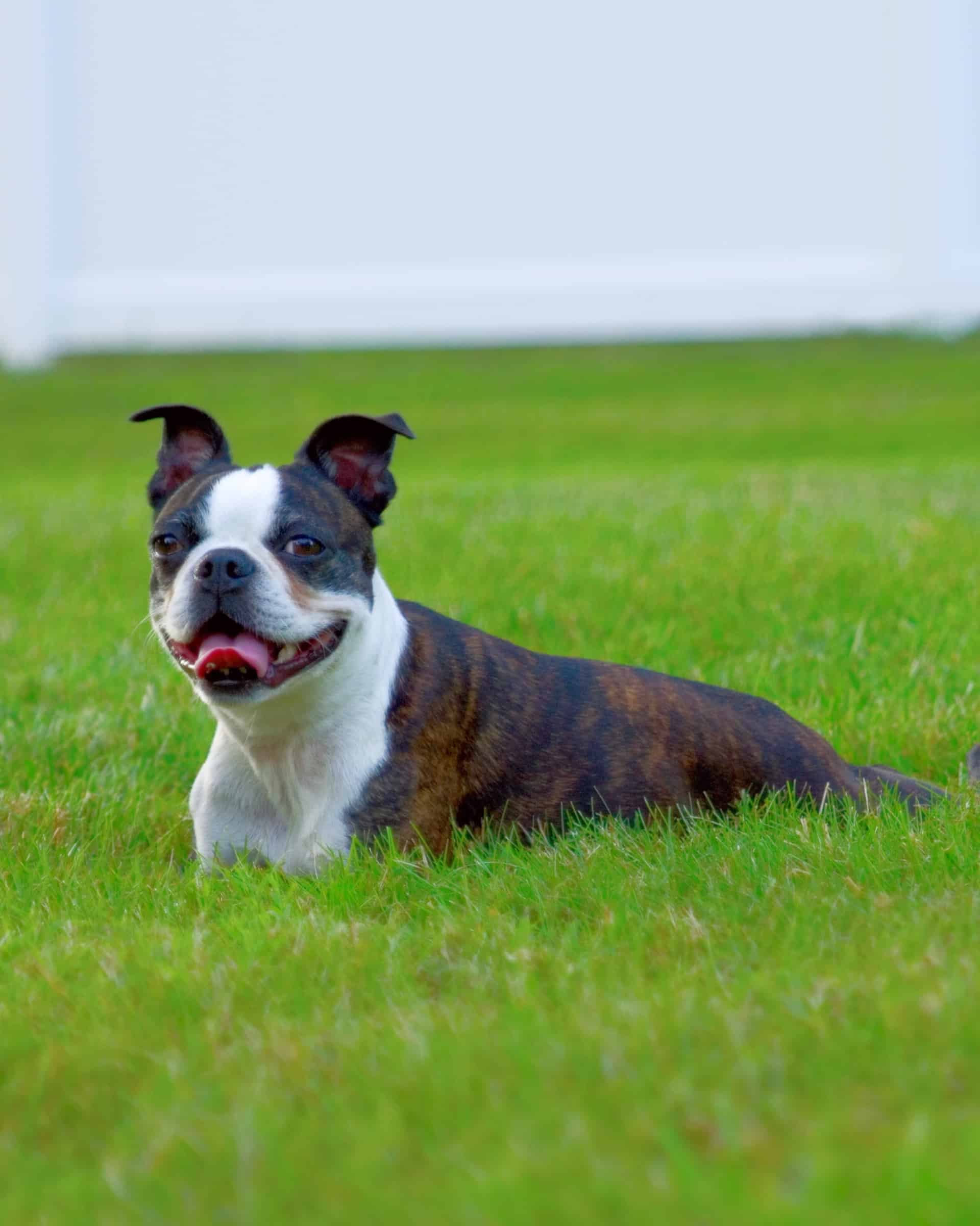 26 Boston Terrier Colors Explained (With Pictures)