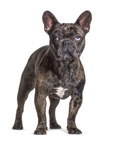 32 French Bulldog Colors & Markings (With Pictures)