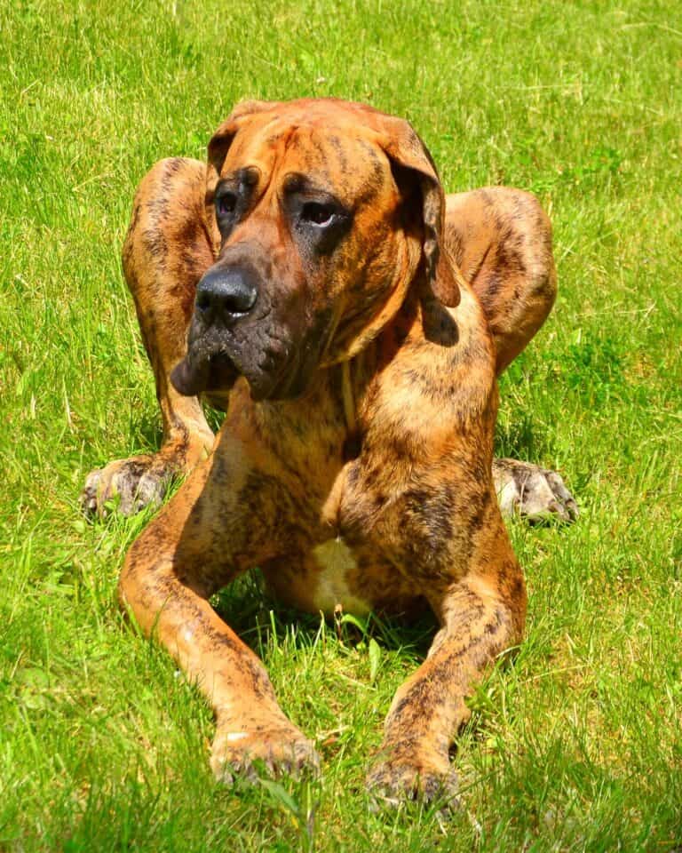 24 Great Dane Colors & Markings (With Pictures)