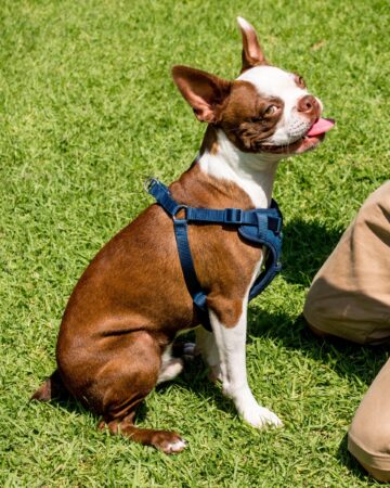 26 Boston Terrier Colors Explained (With Pictures)