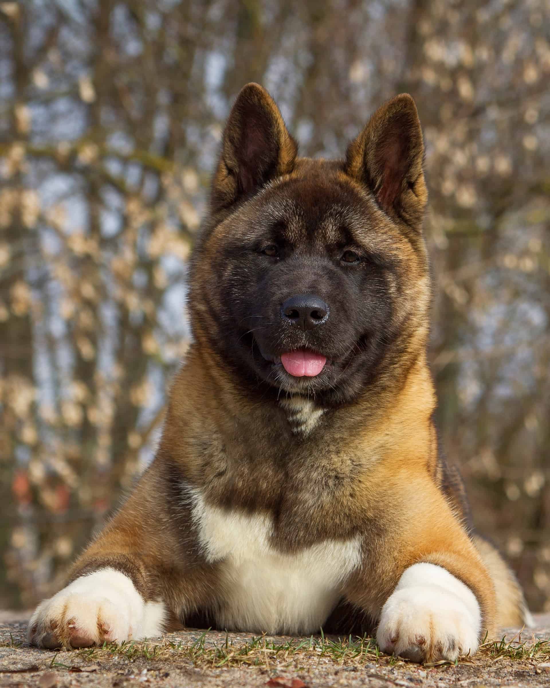 26 Akita Colors & Markings (With Pictures)