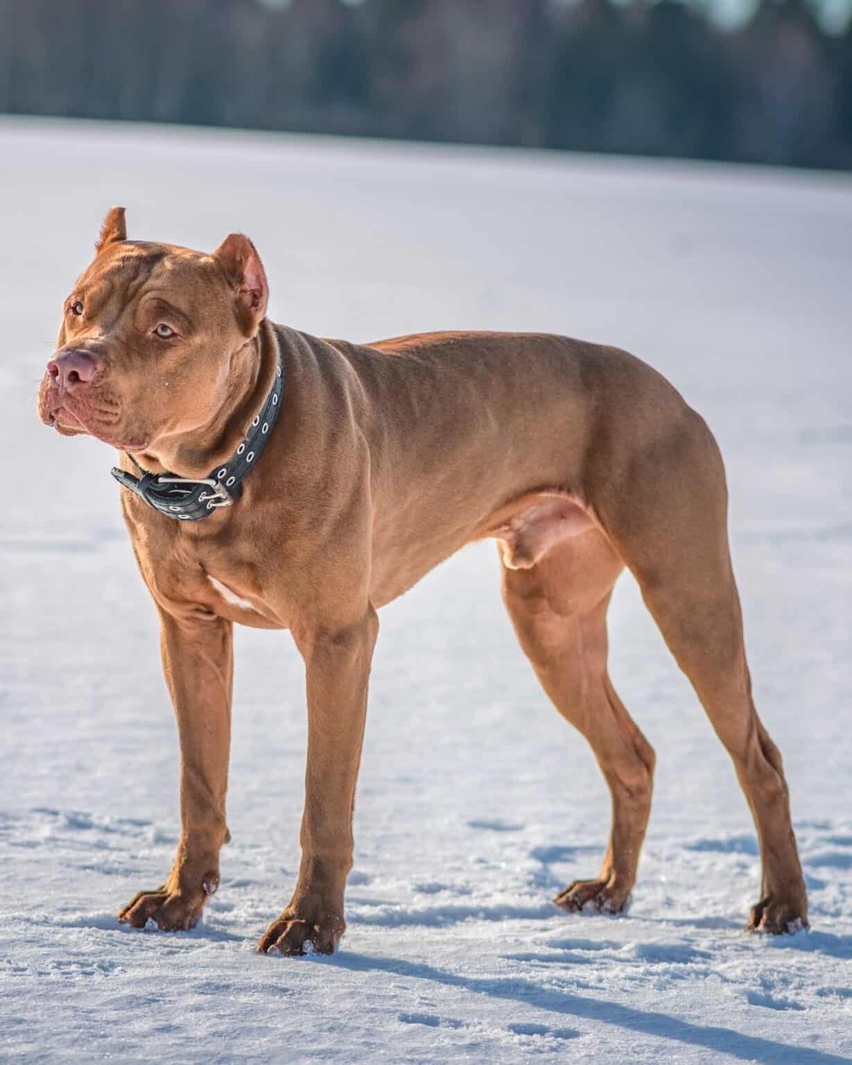 30 Pitbull Colors & Patterns Explained (With Pictures)