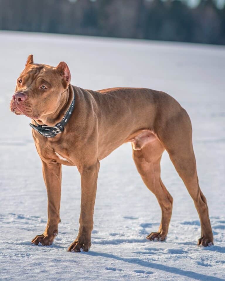 30 Pitbull Colors & Patterns Explained (With Pictures)