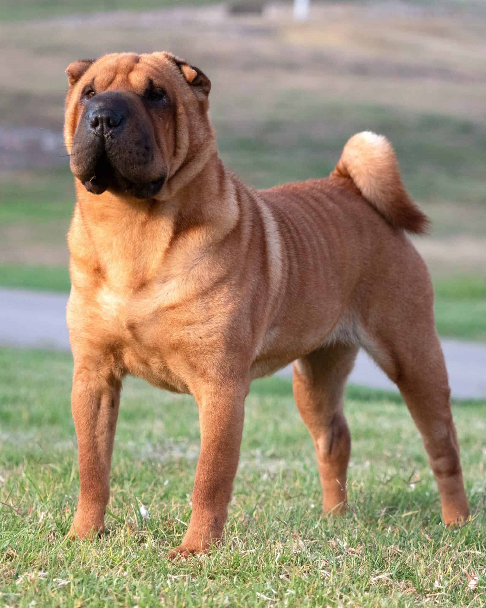 25 Shar-Pei Colors & Markings (With Pictures)