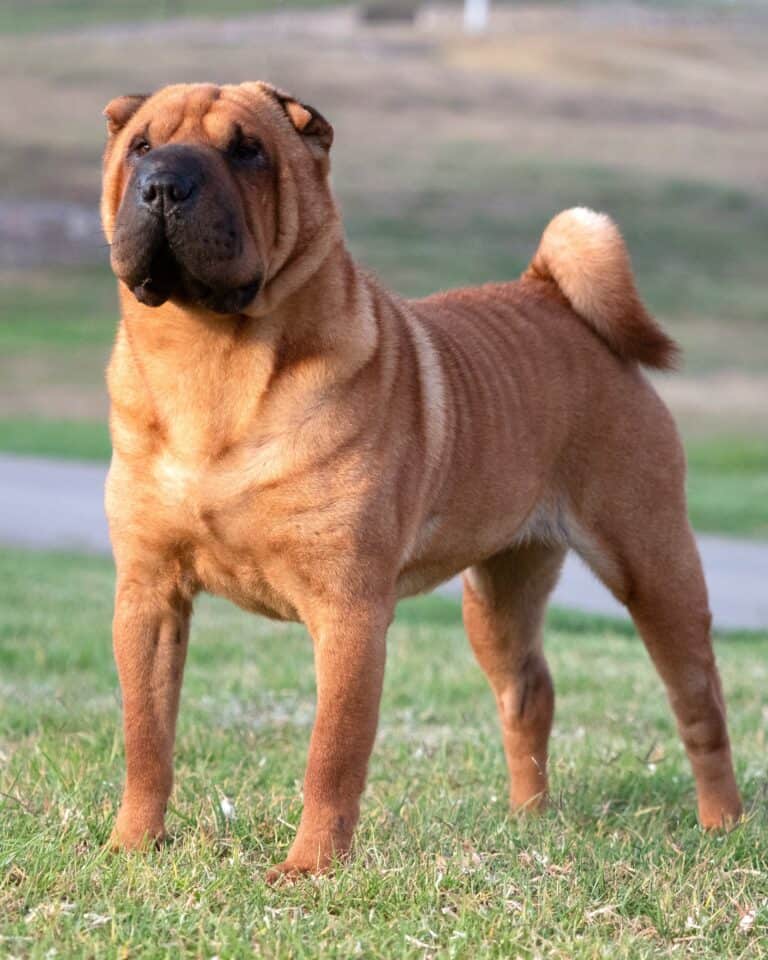 25 Shar-Pei Colors & Markings (With Pictures)