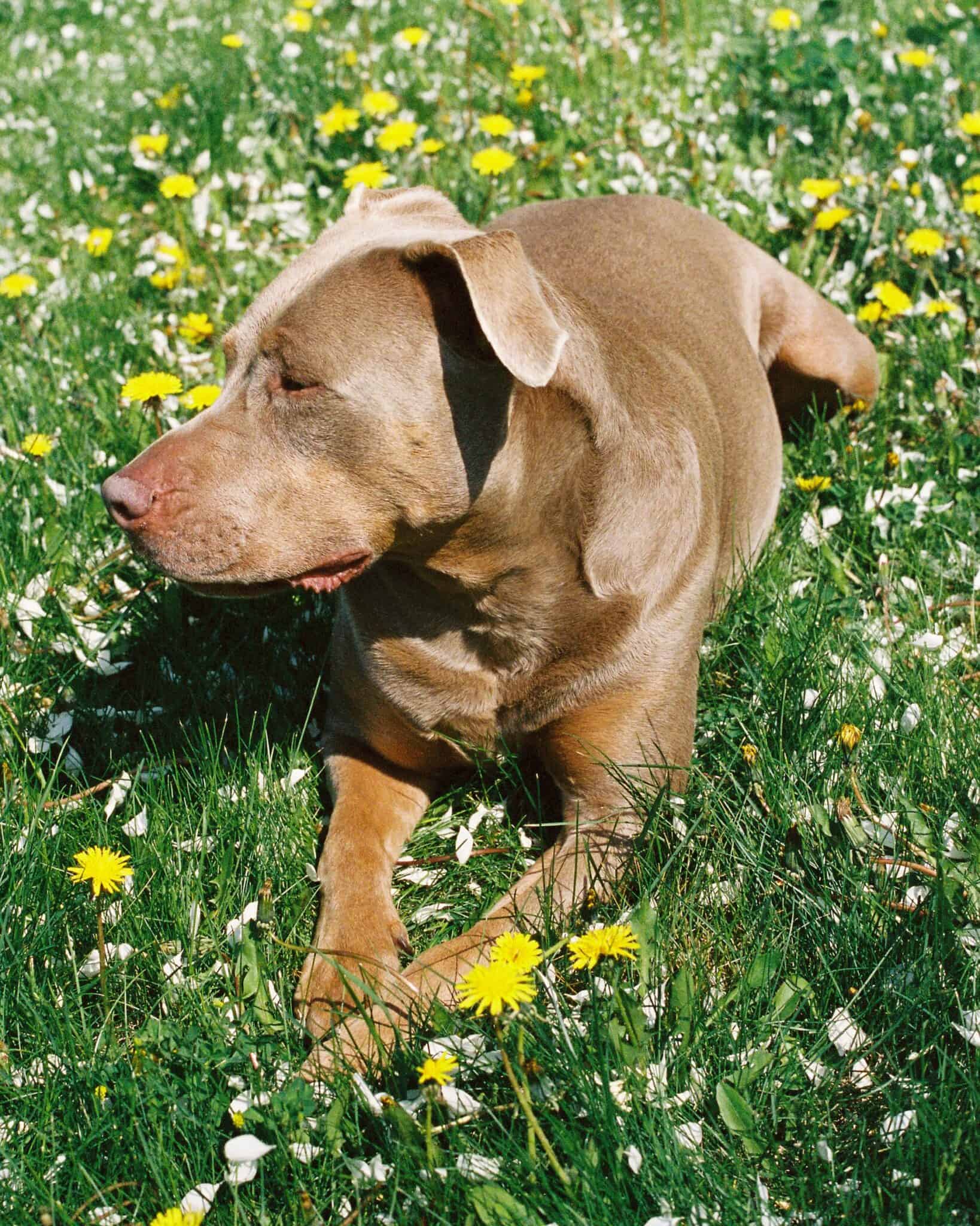 30 Pitbull Colors & Patterns Explained (With Pictures)