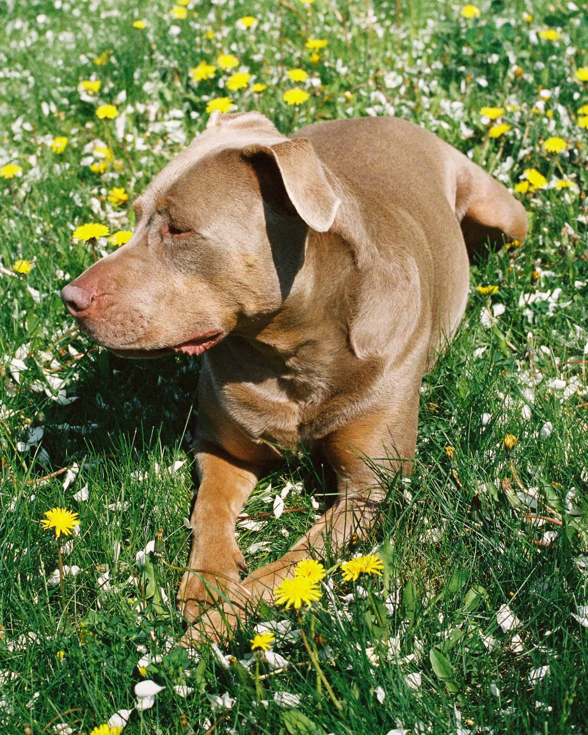 30 Pitbull Colors & Patterns Explained (With Pictures)