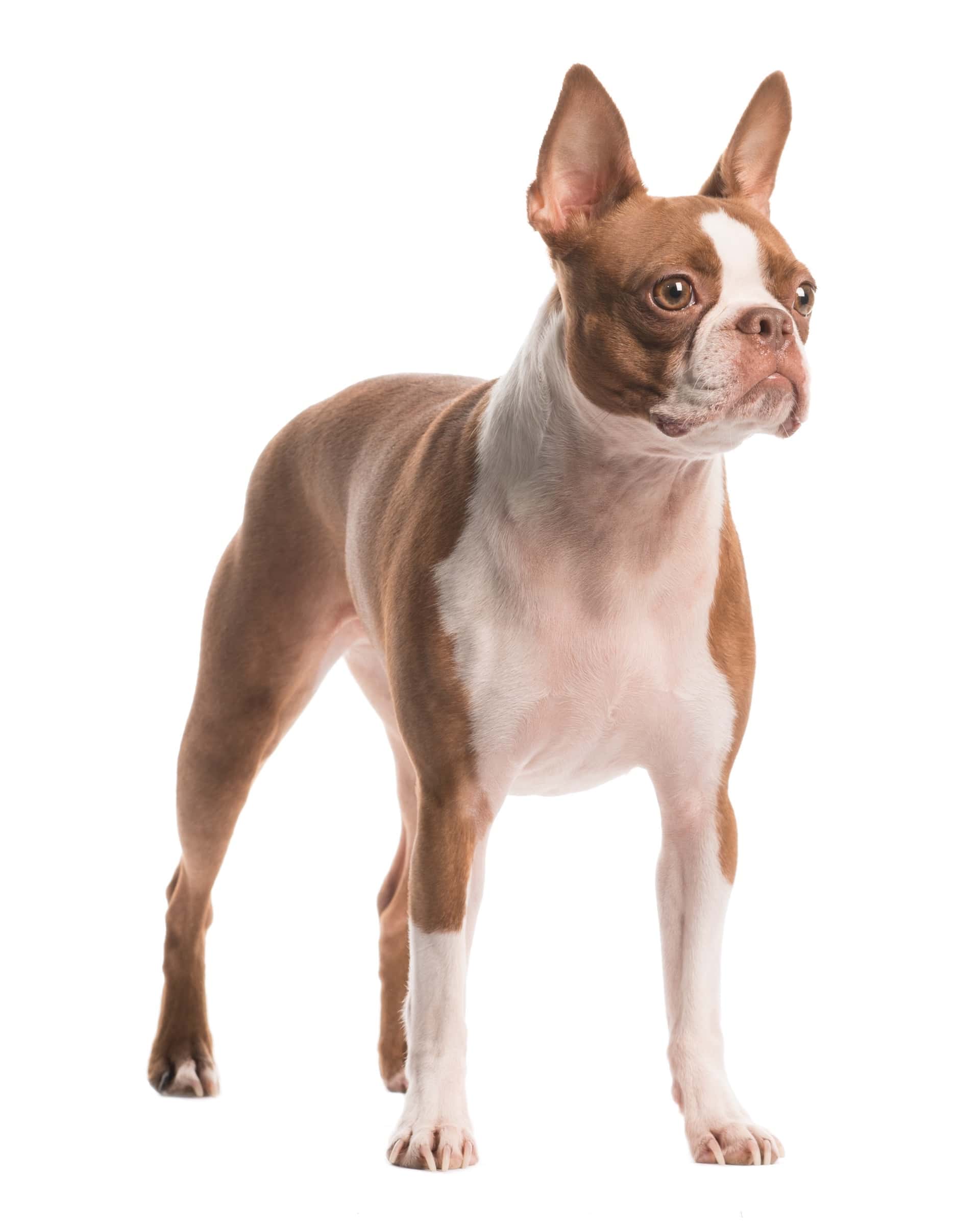 26 Boston Terrier Colors Explained (With Pictures)