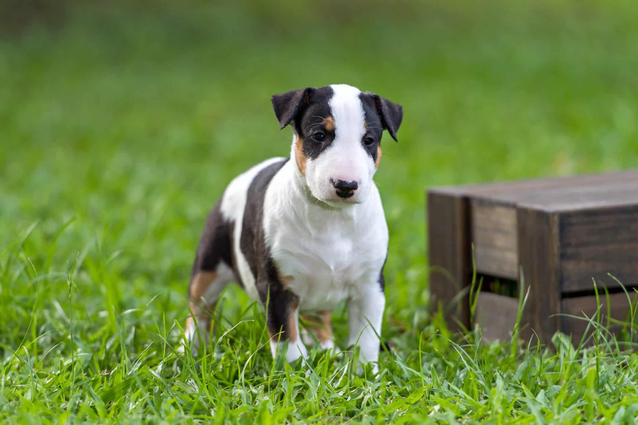 How Much Does a Bull Terrier Cost? (2025 Updated)