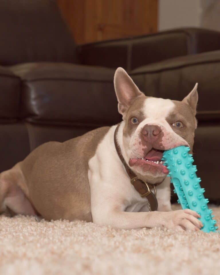 26 Boston Terrier Colors Explained (With Pictures)