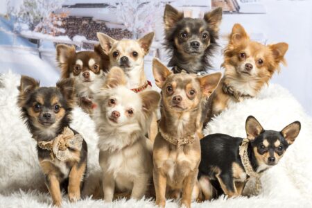 34 Chihuahua Colors Explained (With Pictures)