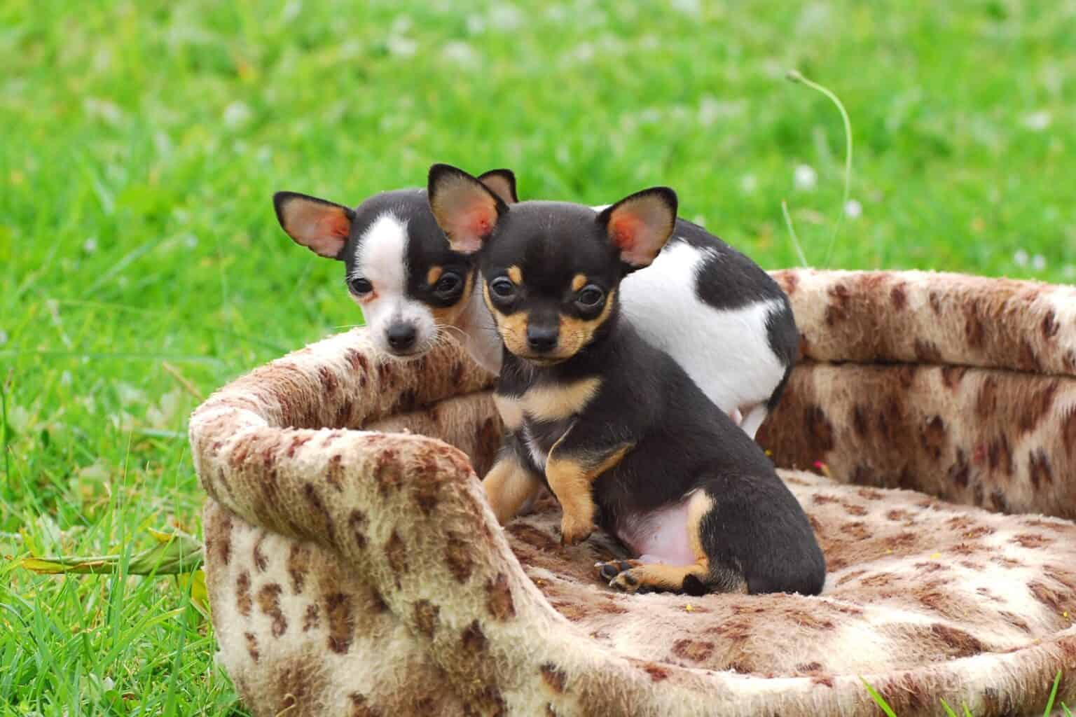 How Much Does a Chihuahua Cost? (2025 Updated)