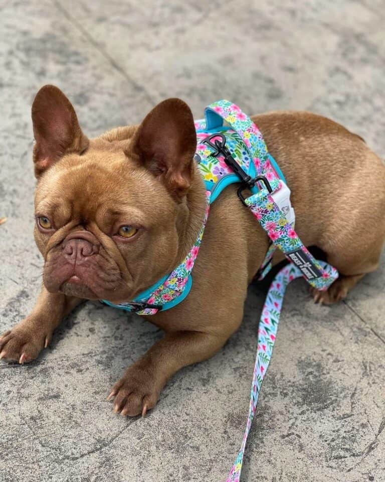 32 French Bulldog Colors & Markings (With Pictures)
