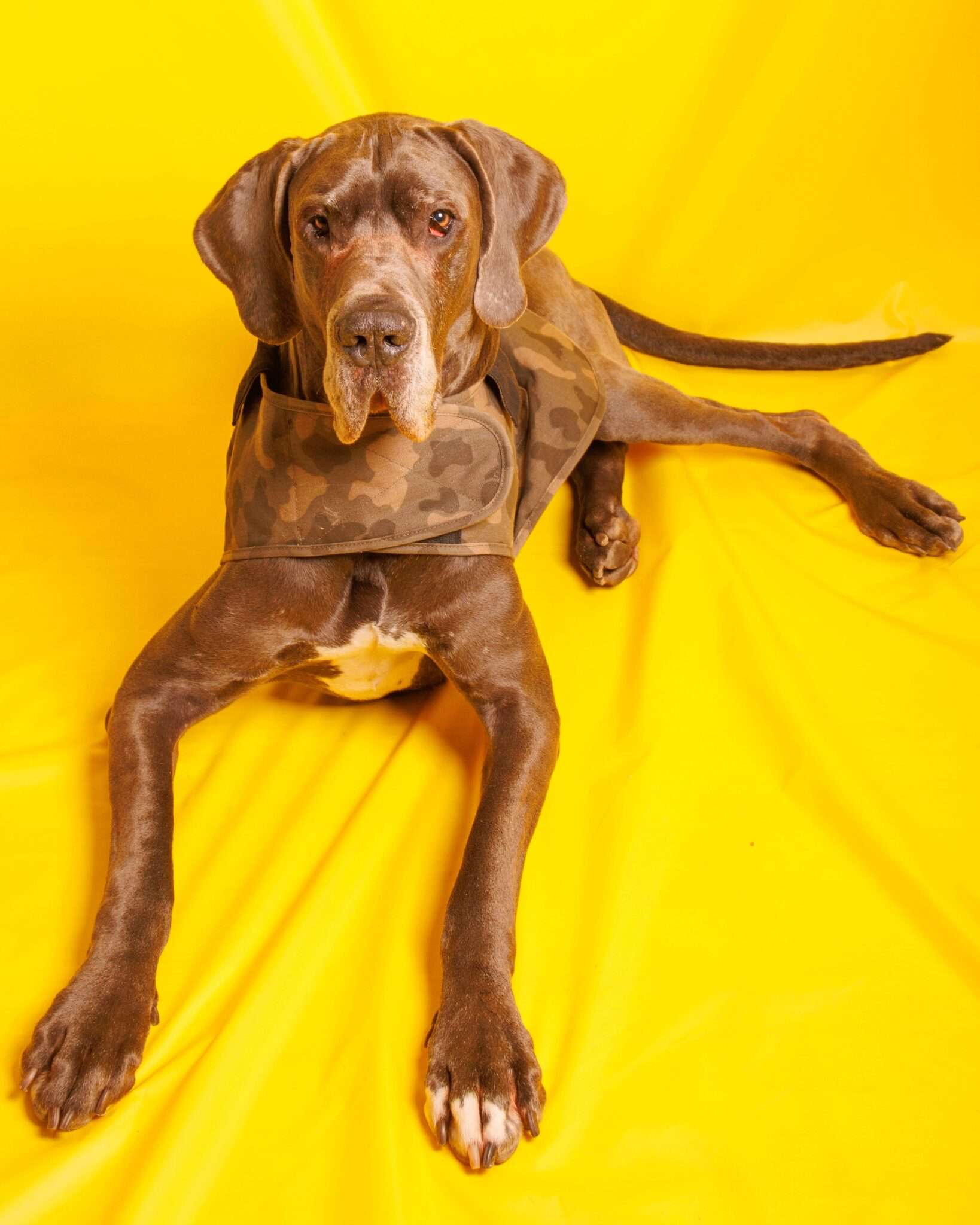 24 Great Dane Colors & Markings (With Pictures)