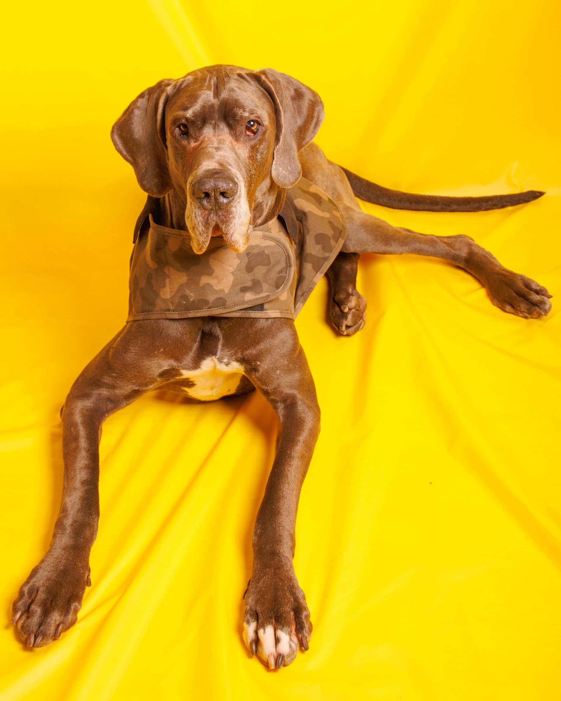 24 Great Dane Colors & Markings (With Pictures)