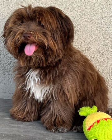 24 Havanese Colors and Markings (With Pictures)