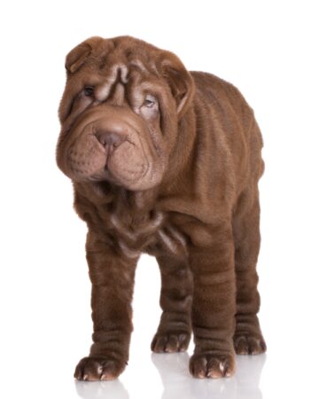 25 Shar-Pei Colors & Markings (With Pictures)