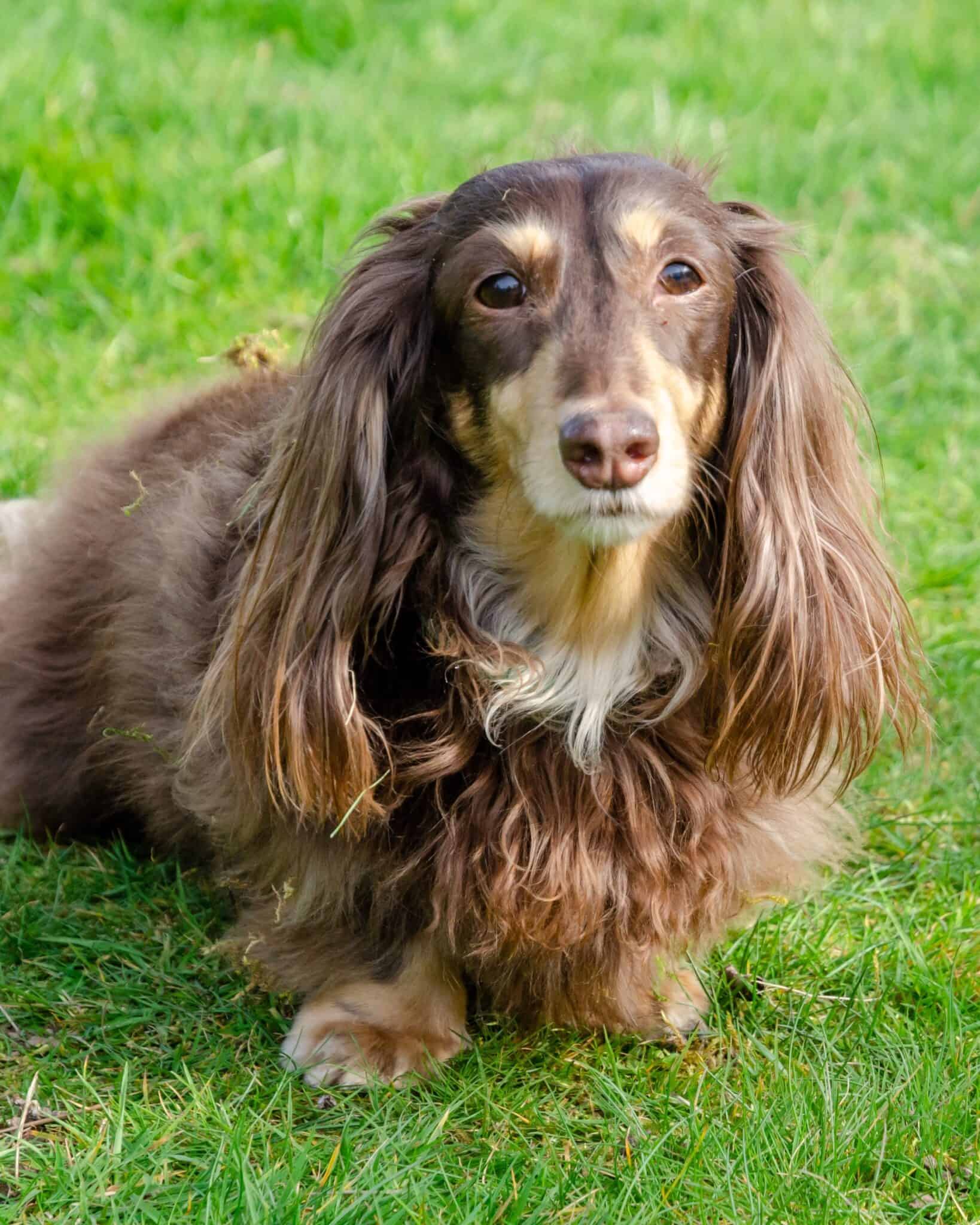 27 Dachshund Colors & Markings (With Pictures)