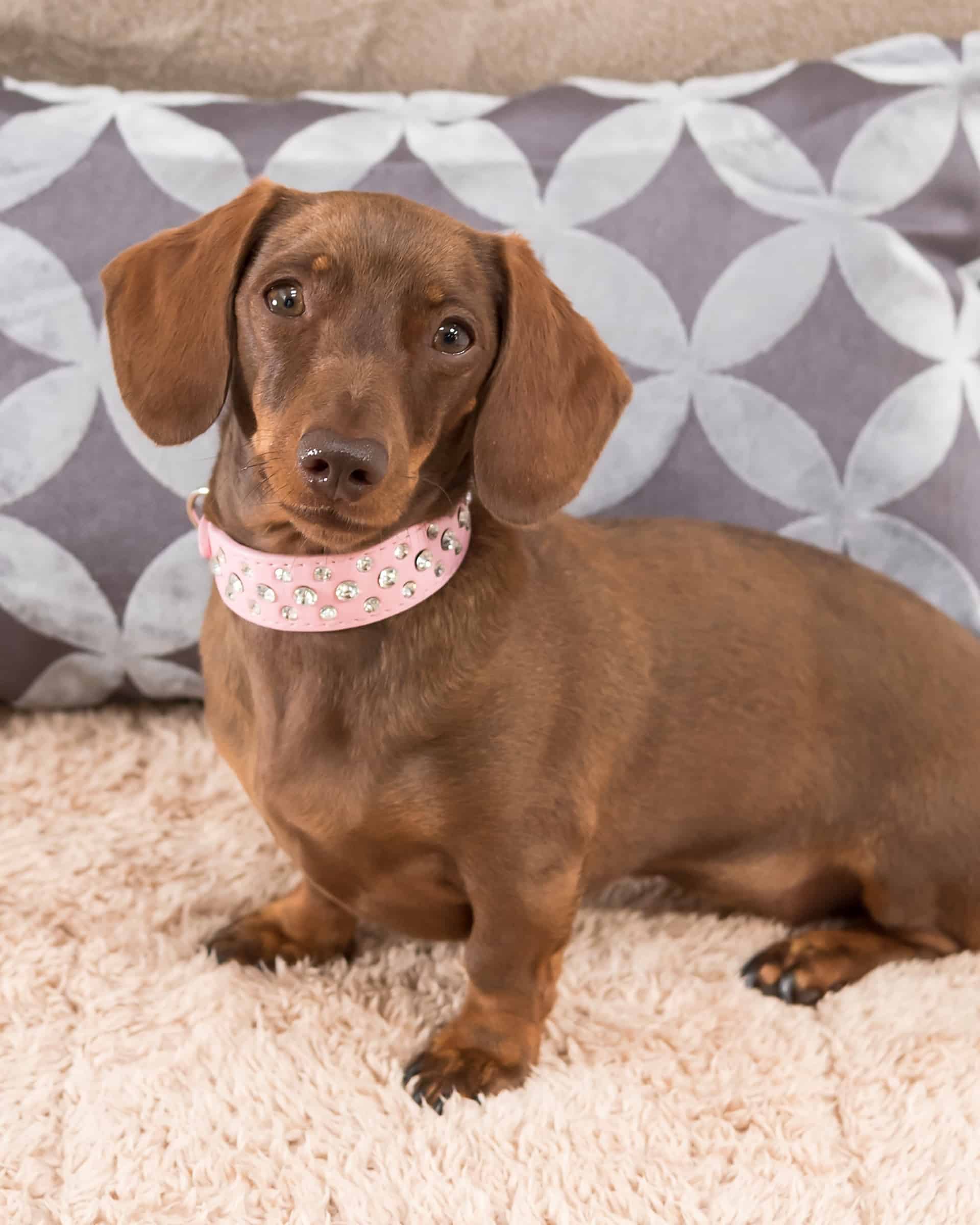 27 Dachshund Colors & Markings (With Pictures)