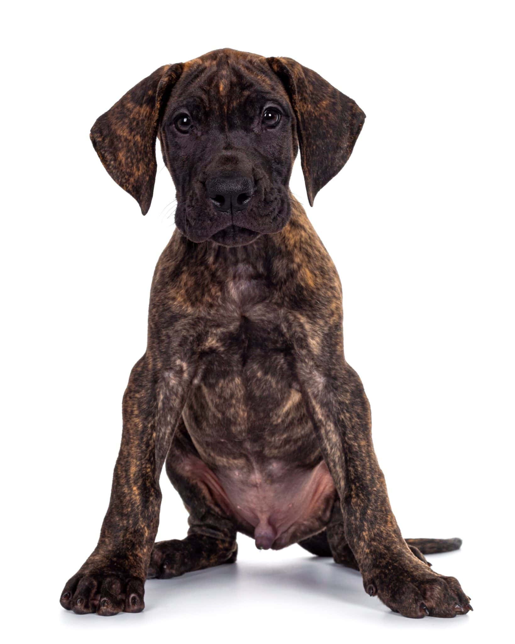 24 Great Dane Colors & Markings (With Pictures)