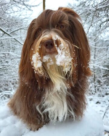 24 Havanese Colors and Markings (With Pictures)