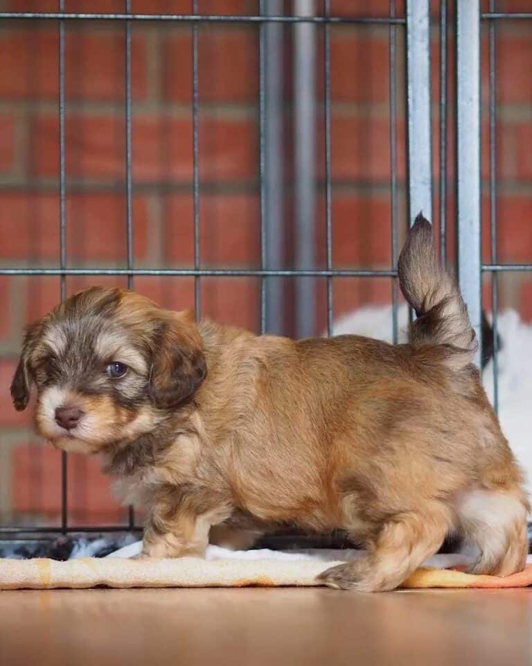 24 Havanese Colors and Markings (With Pictures)