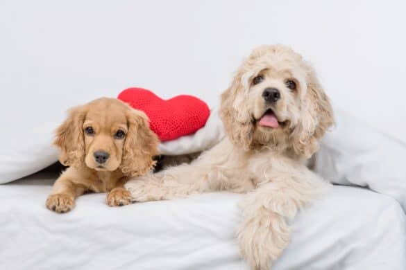 How Much Does a Belgian Malinois Cost? (2025 Updated)