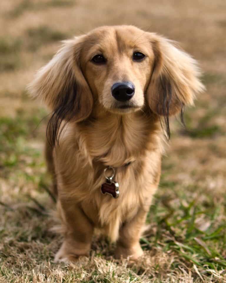 27 Dachshund Colors & Markings (With Pictures)