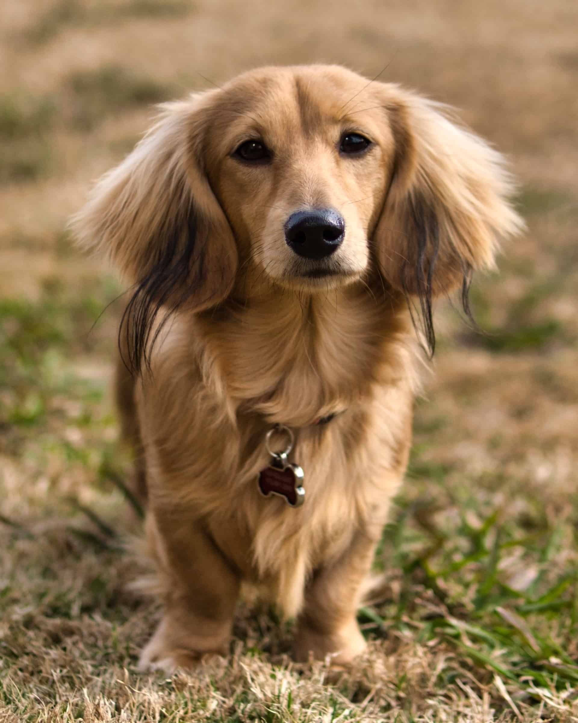 27 Dachshund Colors & Markings (With Pictures)