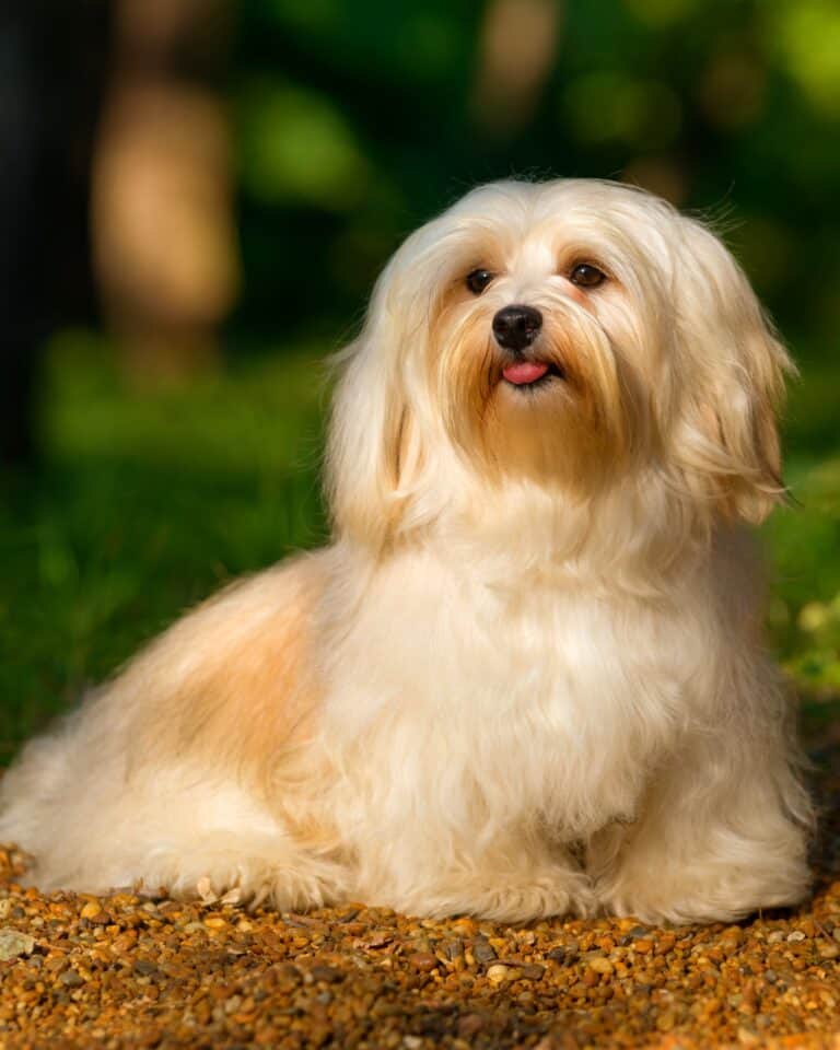 24 Havanese Colors and Markings (With Pictures)