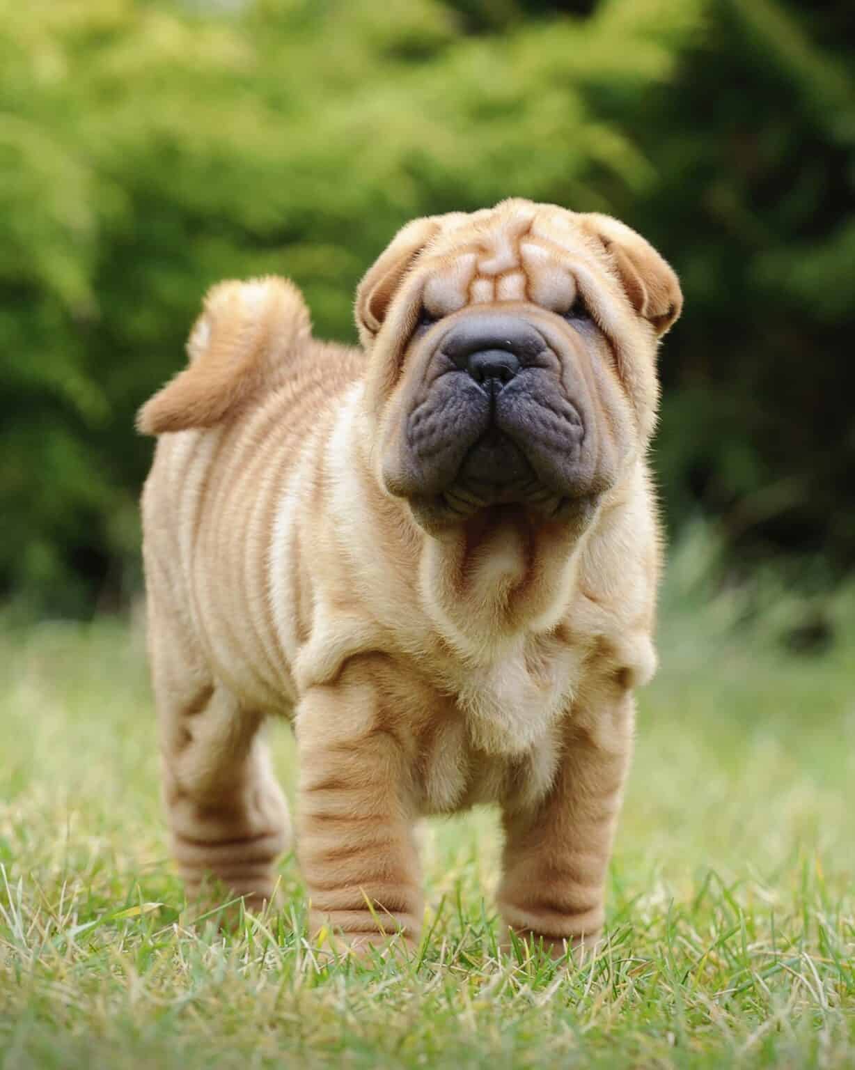 25 Shar-Pei Colors & Markings (With Pictures)