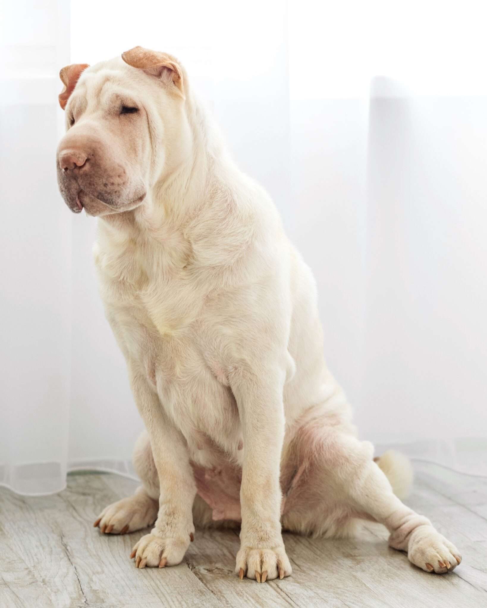 25 Shar-Pei Colors & Markings (With Pictures)