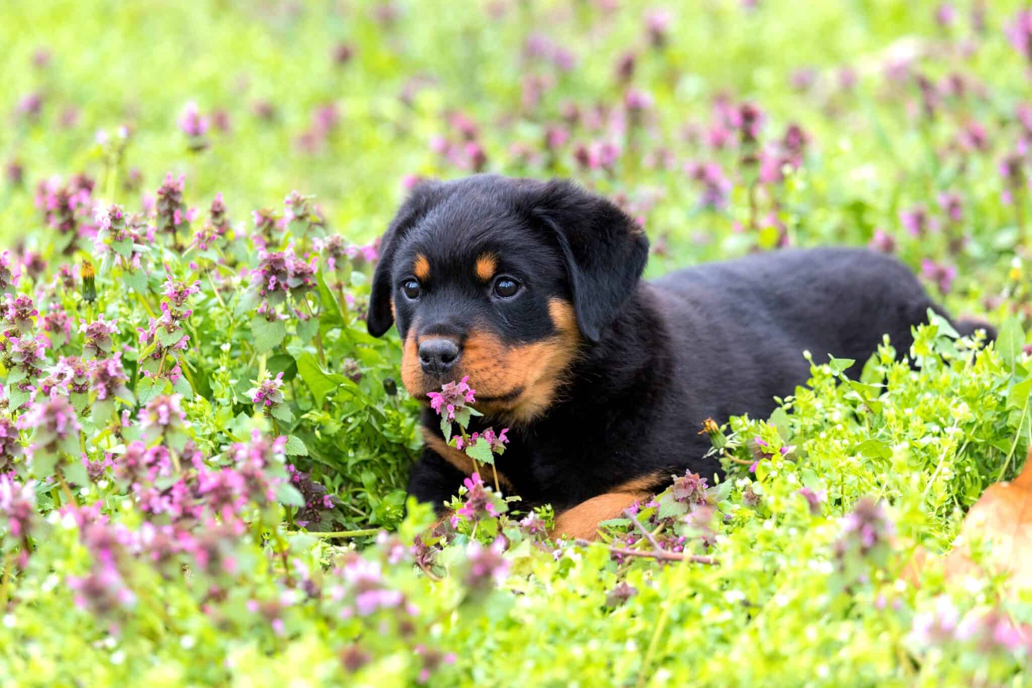 How Much Does a Rottweiler Cost? (2025 Updated)
