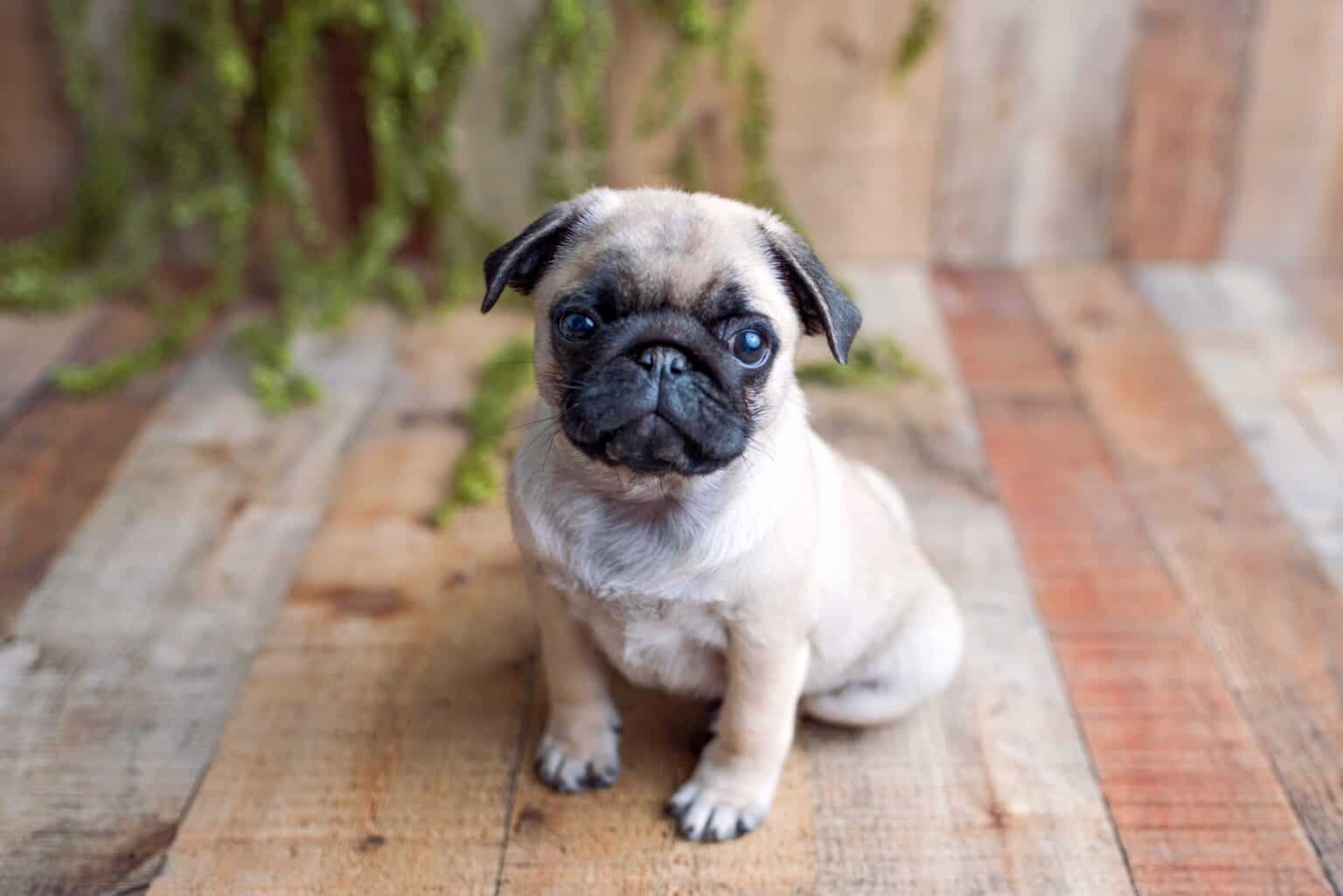 How Much Does a Pug Cost? (2025 Updated)