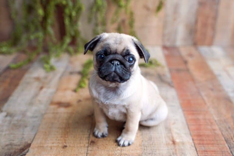 How Much Does a Pug Cost? (2025 Updated)