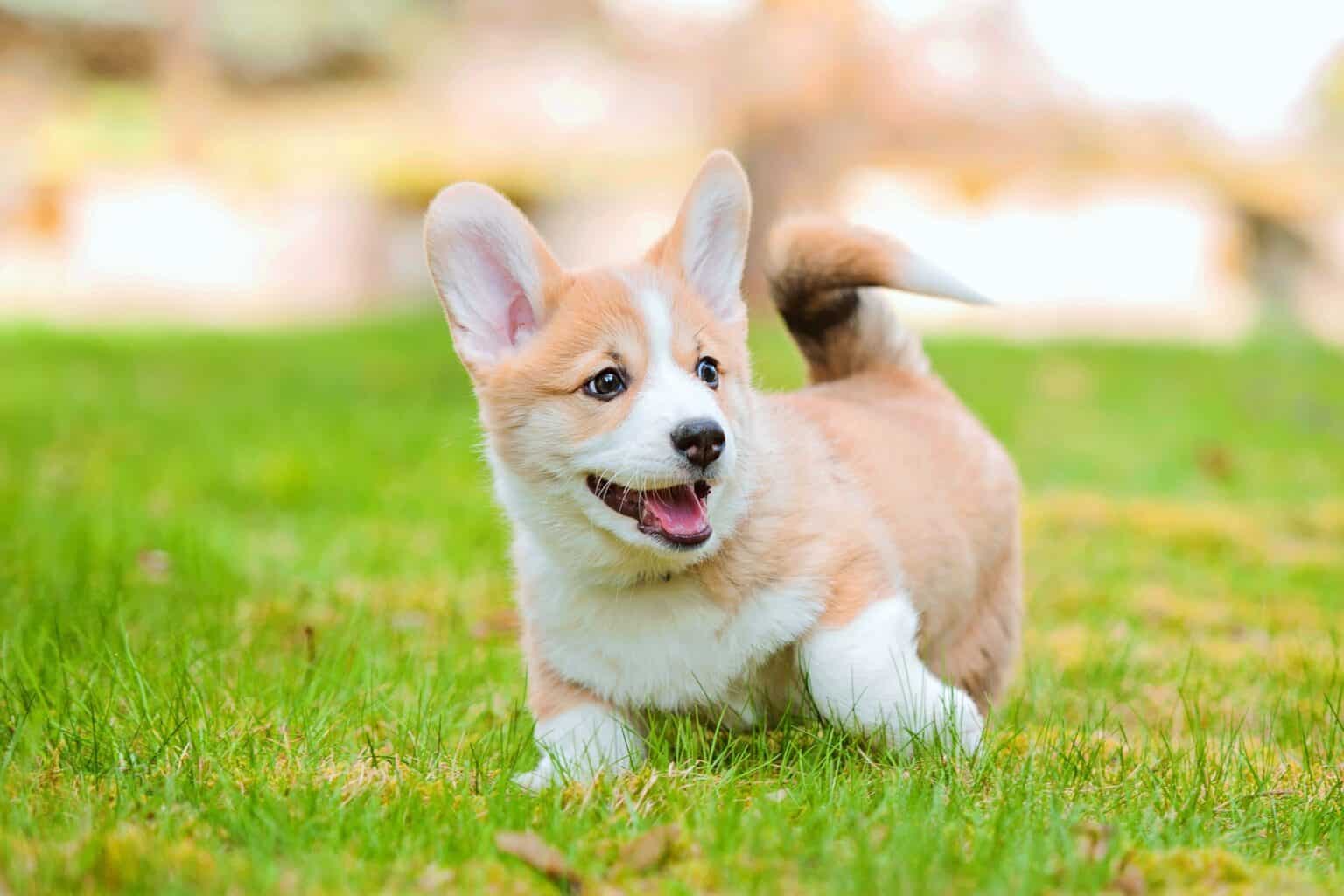 How Much Does a Corgi Cost? (2025 Updated)