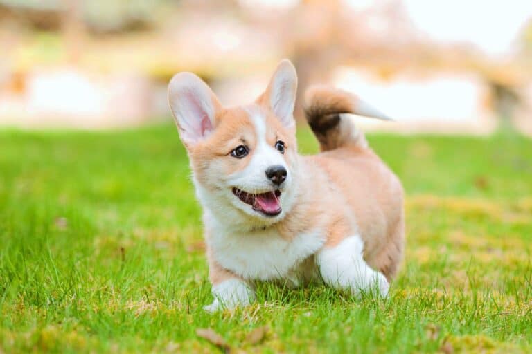 How Much Does a Corgi Cost? (2025 Updated)