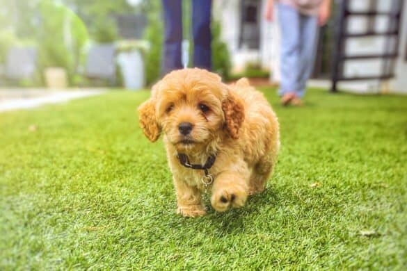 How Much Does a Cockapoo Cost? (2025 Updated)