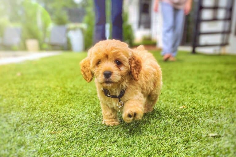 How Much Does a Cockapoo Cost? (2025 Updated)