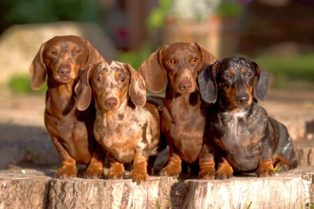 27 Dachshund Colors & Markings (With Pictures)