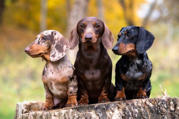 15 Papillon Colors & Markings (With Pictures)